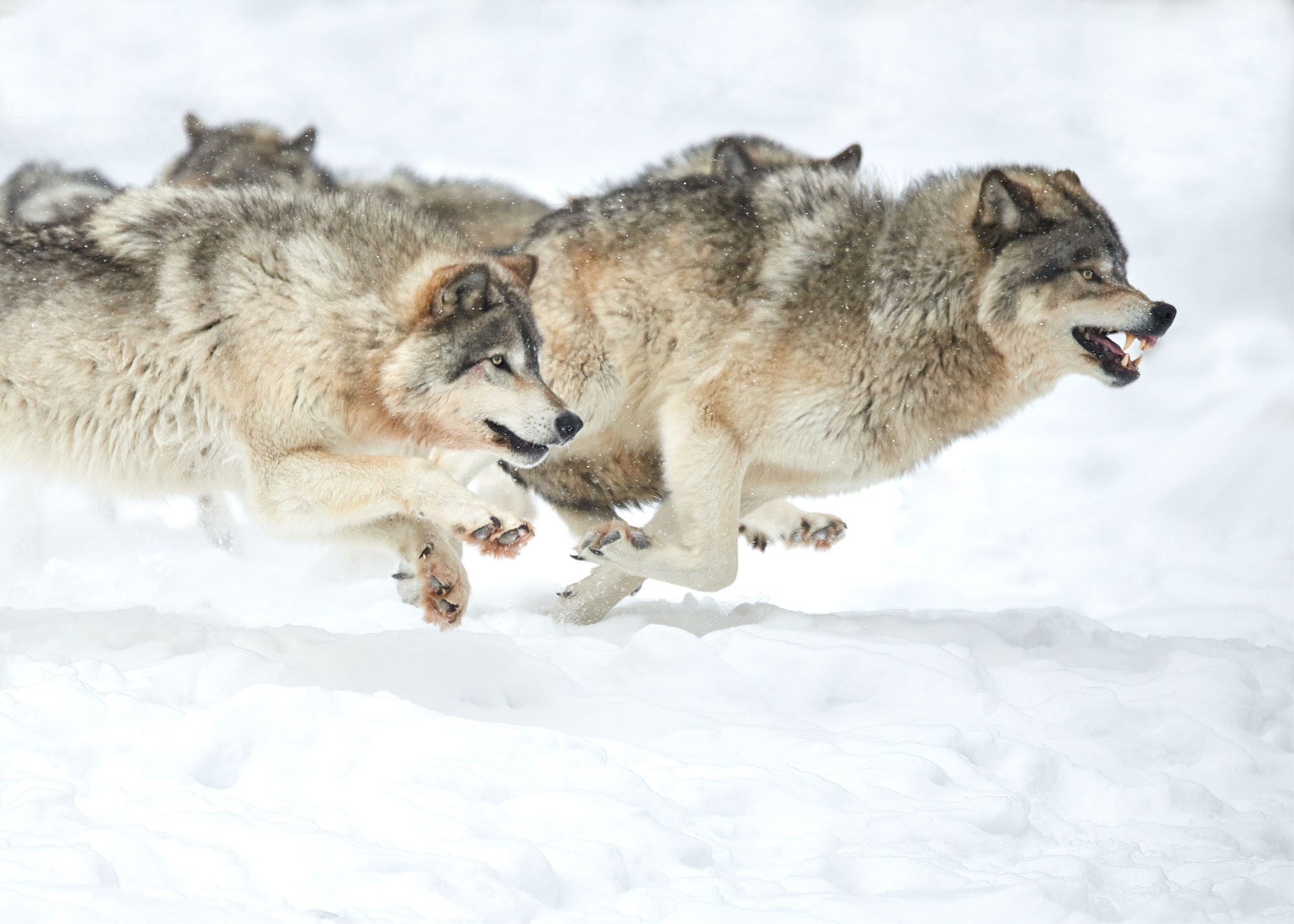 Another Day, Another Damn Wolf Story - Scott K. James
