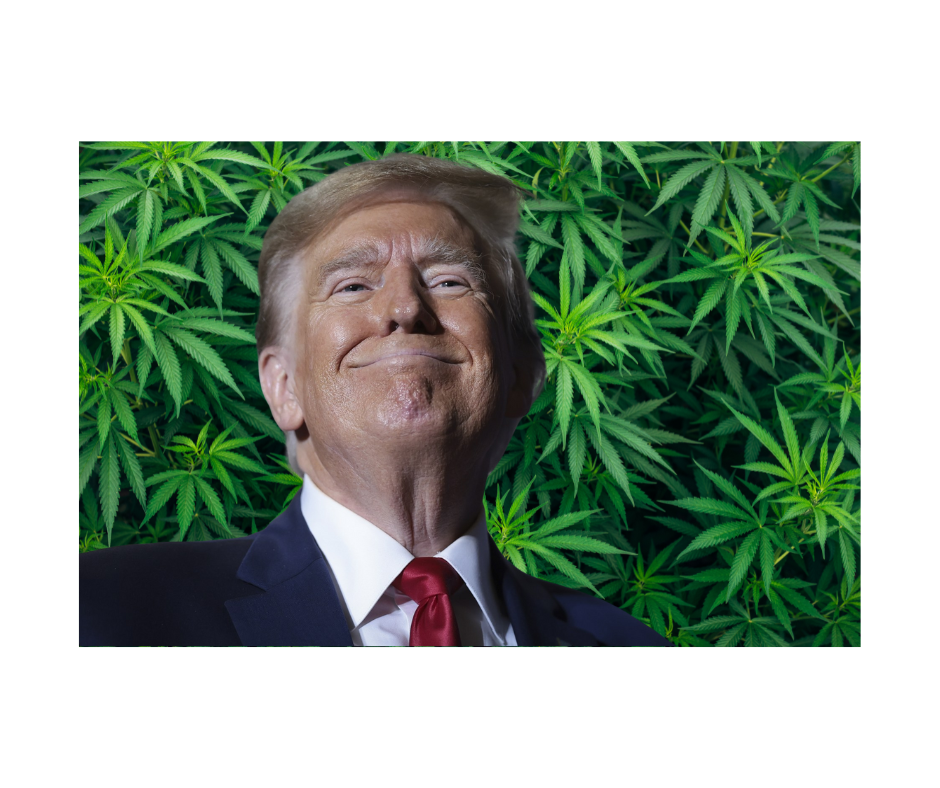 Trump Sparks High Debate on Federal Weed Policy - Scott K. James